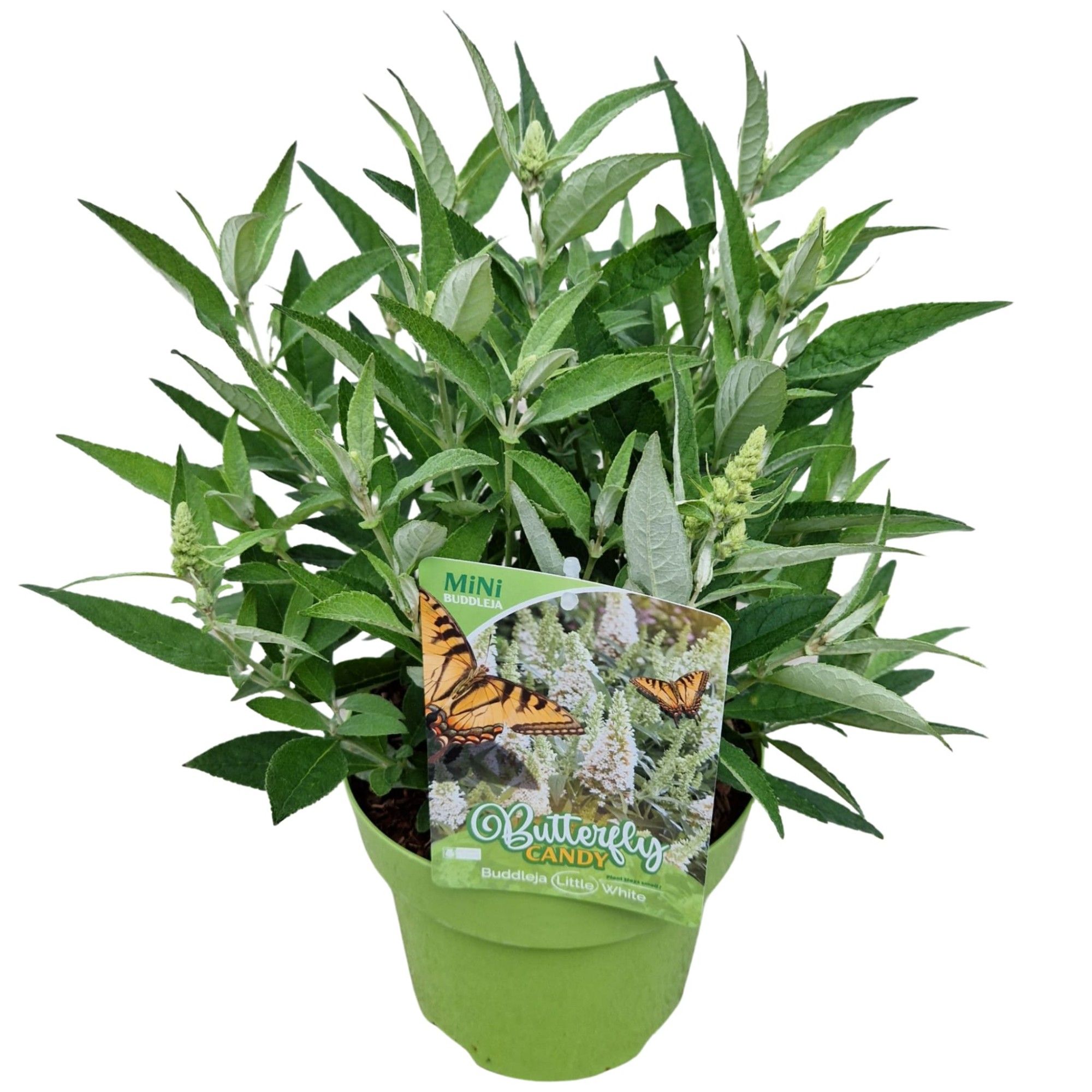 Buddleja davidii Butterfly Candy® (Arbre aux papillons) little white ...