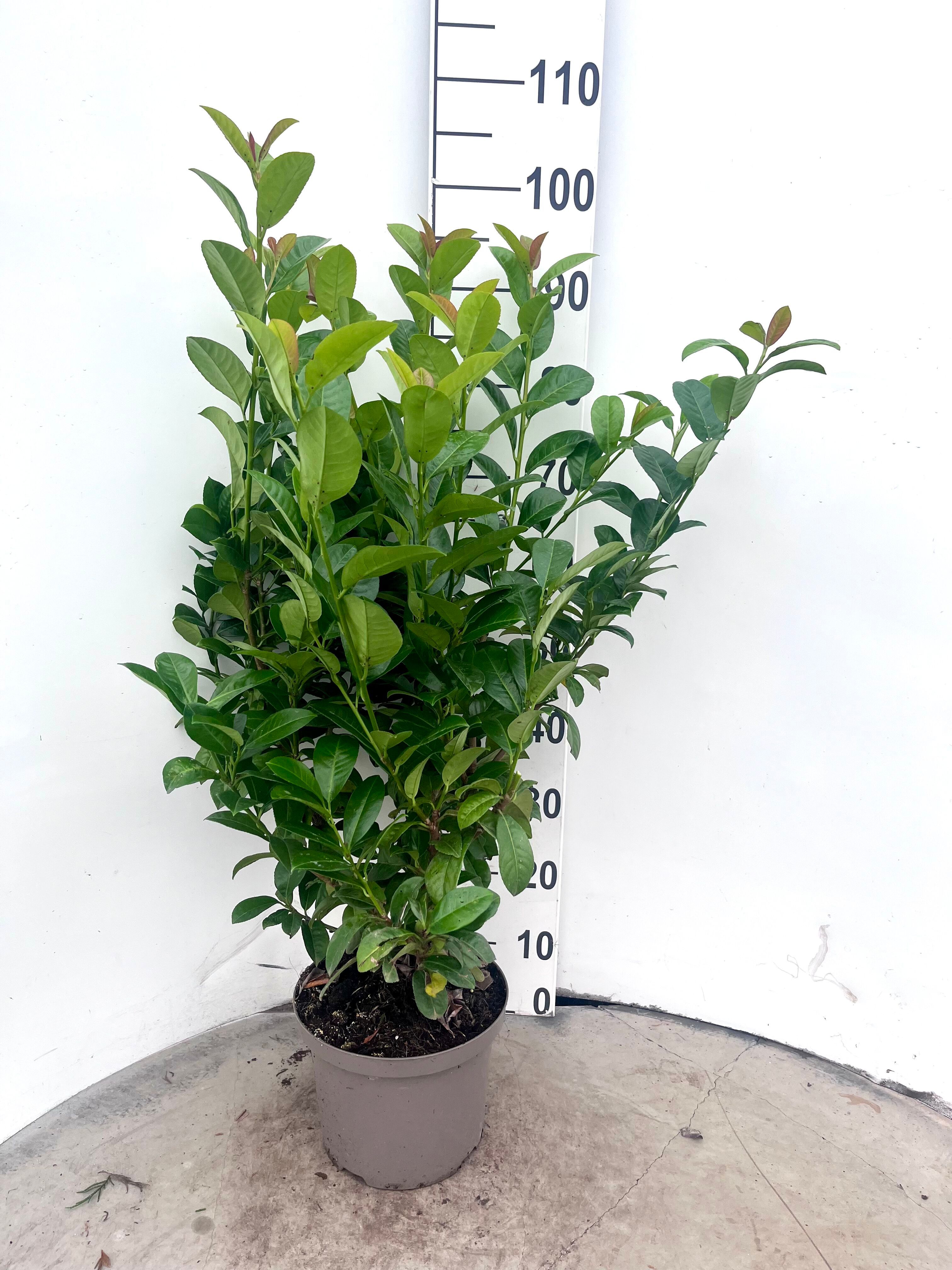 Prunus laurocerasus Ani ( Laurier cerise ) | 1092361