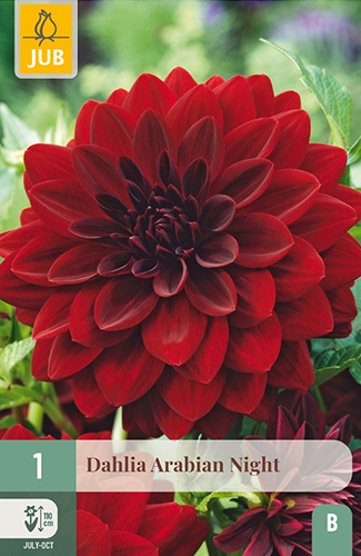 1 dahlia 'arabian night' | 460636