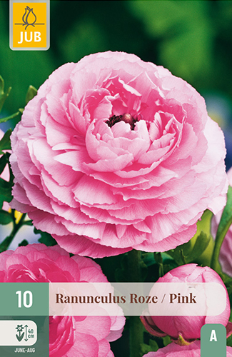 10 ranunculus pink | 460899