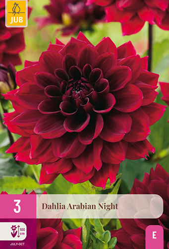 3 dahlias 'arabian night' | 461080