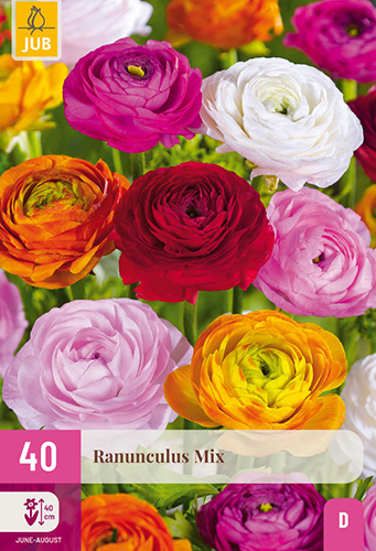 40 ranunculus mix | 1153665