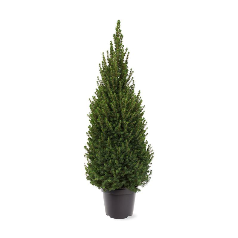 Picea glauca 'Perfecta' | 1248991