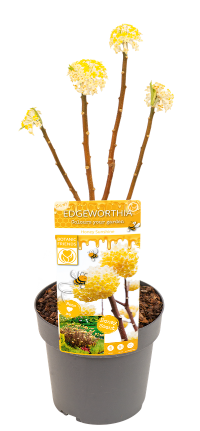 Buisson à papier honey sunshine | 1193070