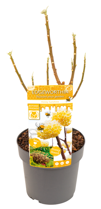 Buisson à papier honey sunshine | 1193070