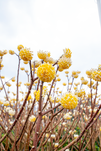 Buisson à papier honey sunshine | 1193070