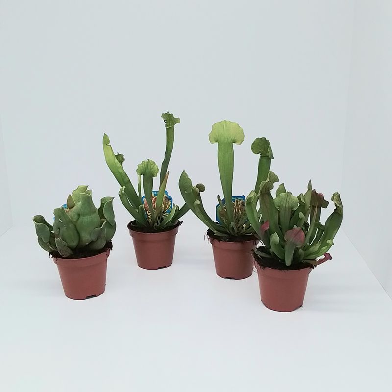 Sarracenia mix | 1178257
