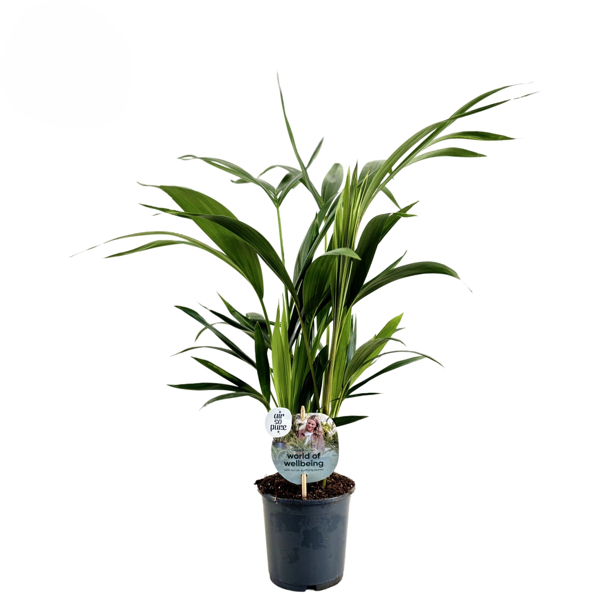 Howea Forsteriana (Palmier Kentia) | 1179034