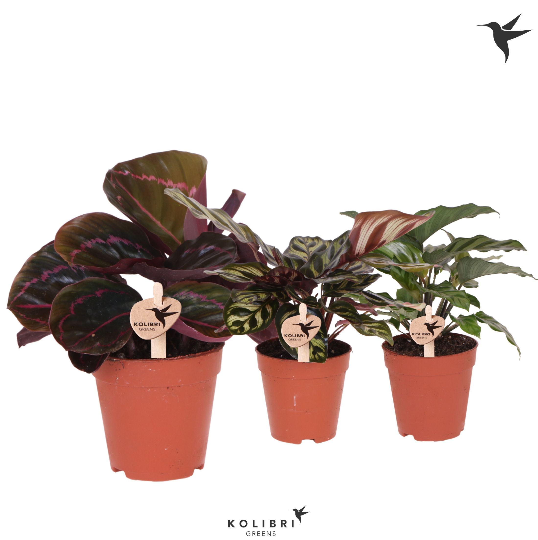 Calathea gemengd | 1236334
